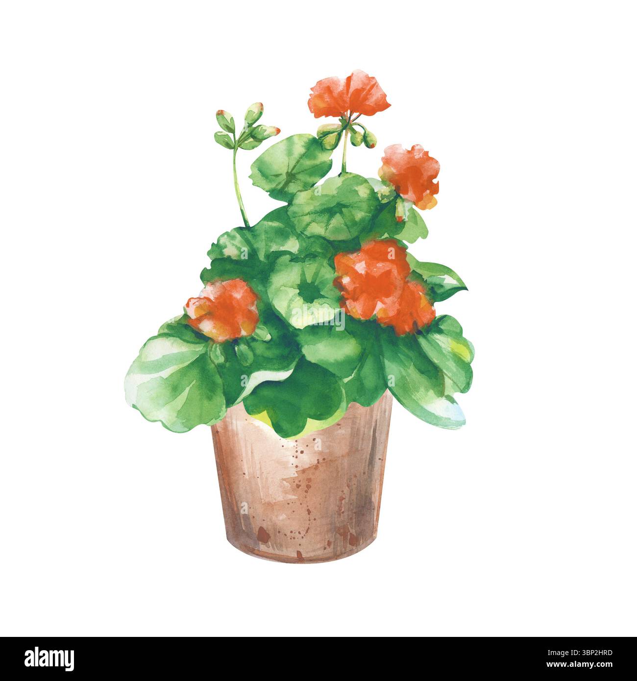 A hand-drawn flower pot with geraniums. Watercolor illustration ...
