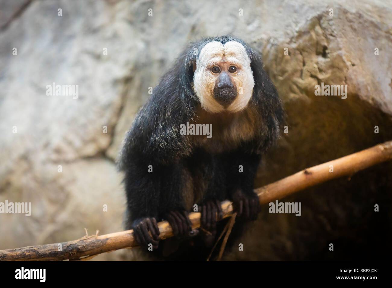 A stunning image of a White-Faced Saki Monkey, displaying its unique ...