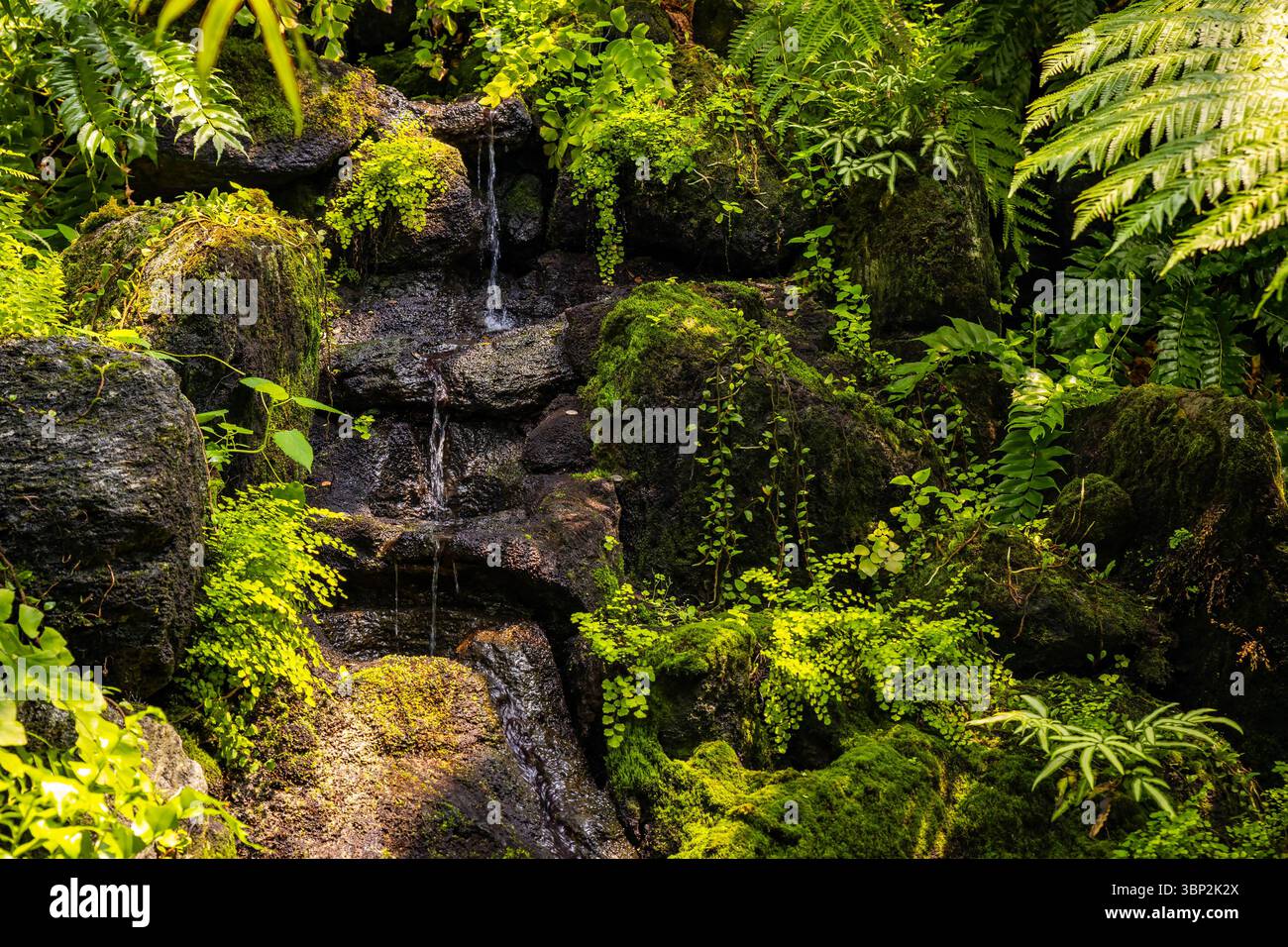 Lush interior greenery and diverse plant life at the Como Park ...
