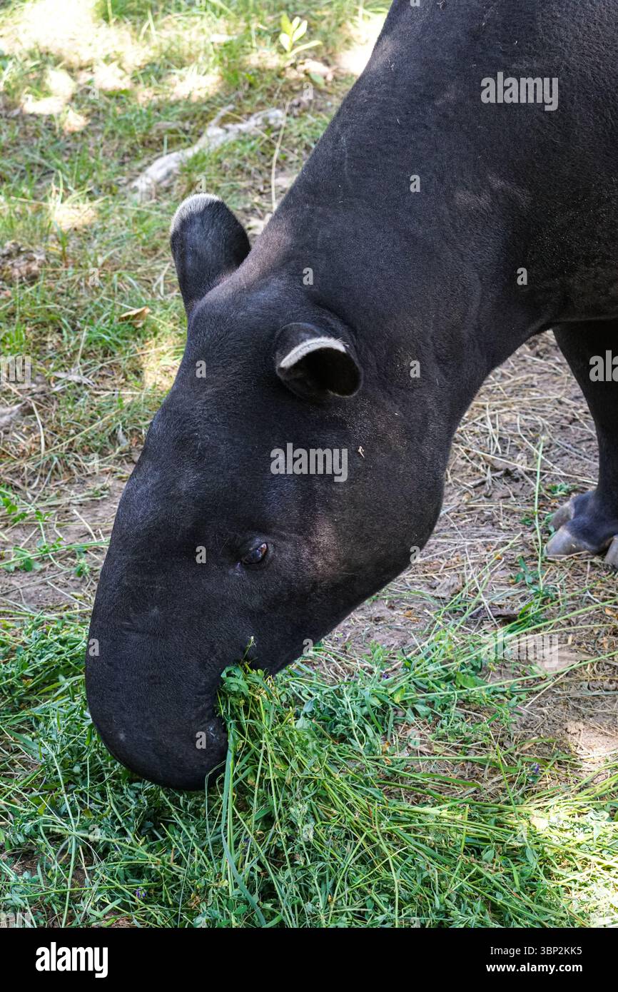 Close up malayan tapir head hi-res stock photography and images - Alamy