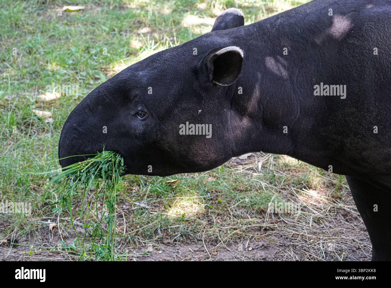 Close up malayan tapir head hi-res stock photography and images - Alamy
