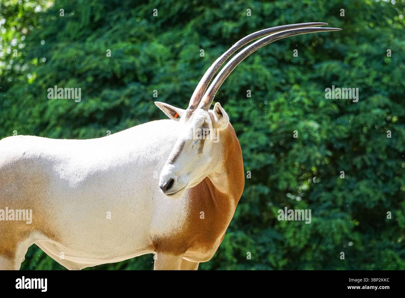 Scimitar Horned Oryx (oryx dammah Stock Photo - Alamy