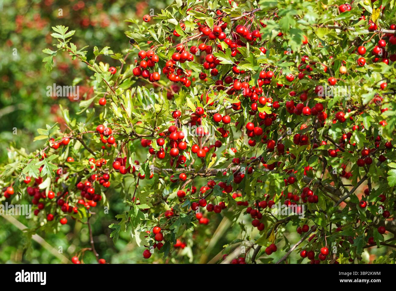 Edible hawthorn fruit hi-res stock photography and images - Alamy