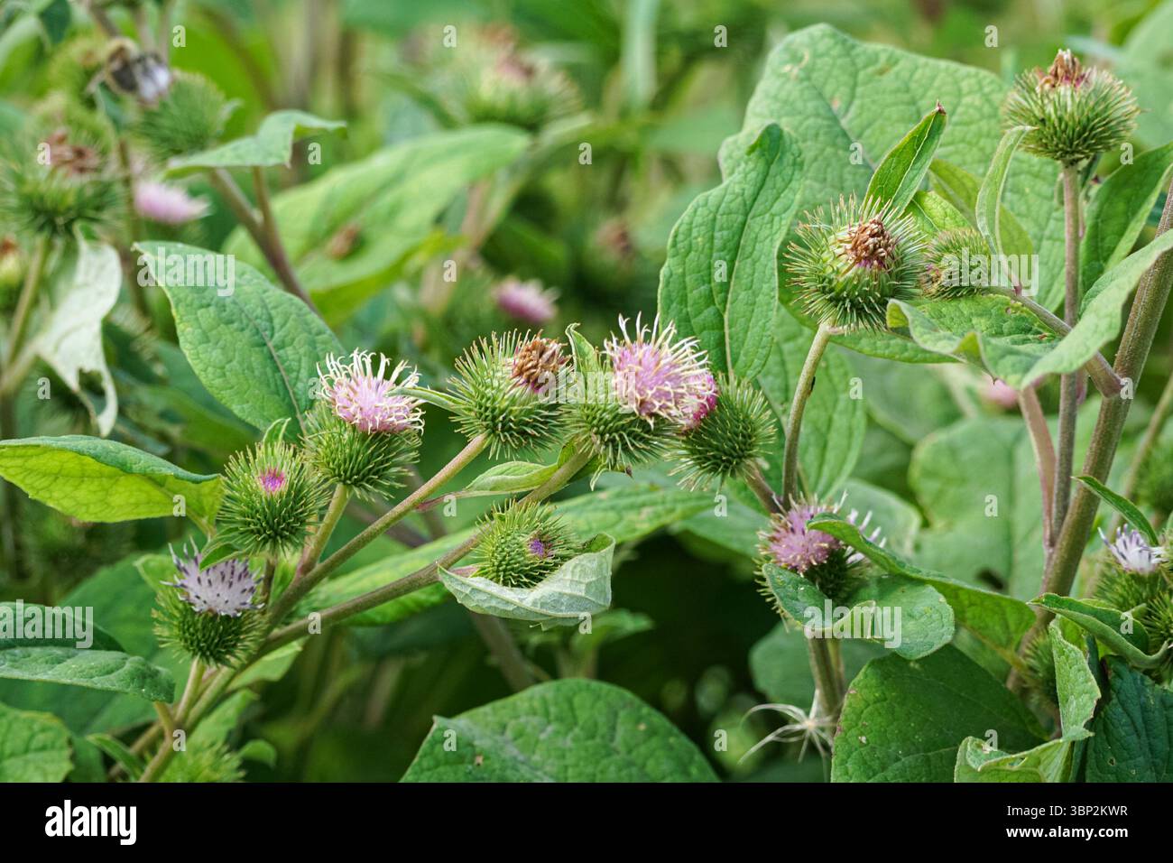 Lappa major burdock hi-res stock photography and images - Alamy