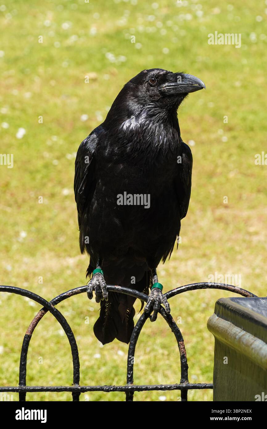 Raven at the Tower of London, London England United Kingdom UK Stock ...