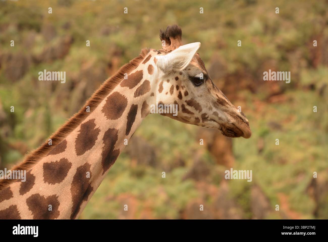 giraffe in a natural park in Spain in a semi-freedom meadow Stock Photo ...