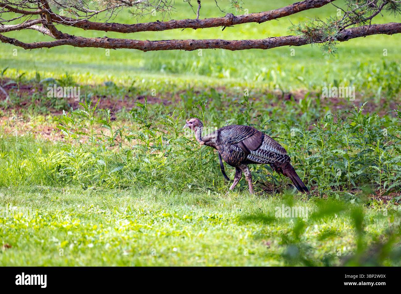 A wild turkey walks through its natural habitat, showcasing wildlife ...