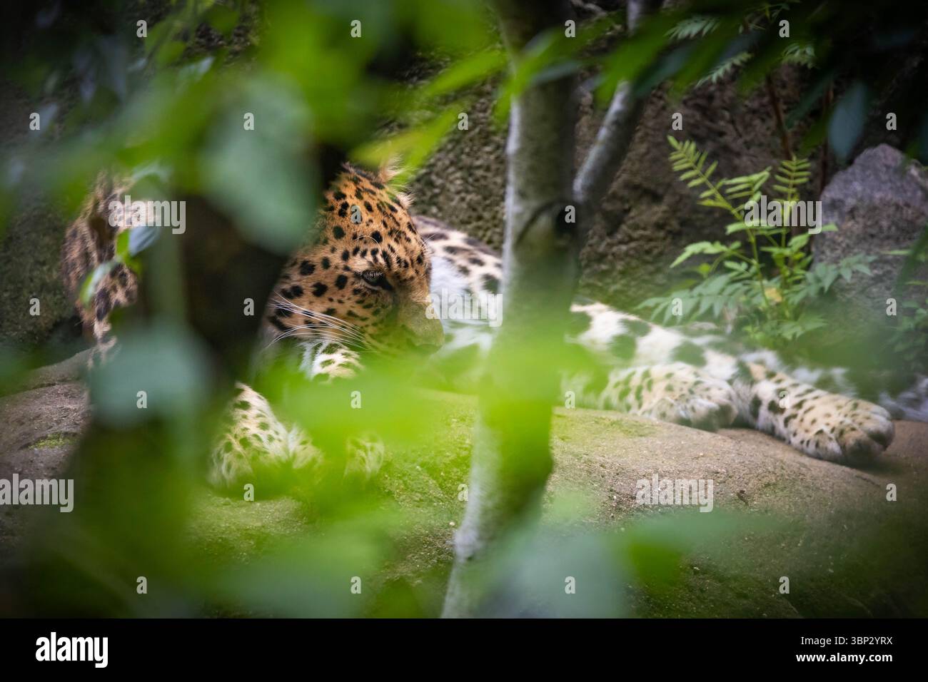 A close-up image of a majestic Amur Leopard resting peacefully in its ...