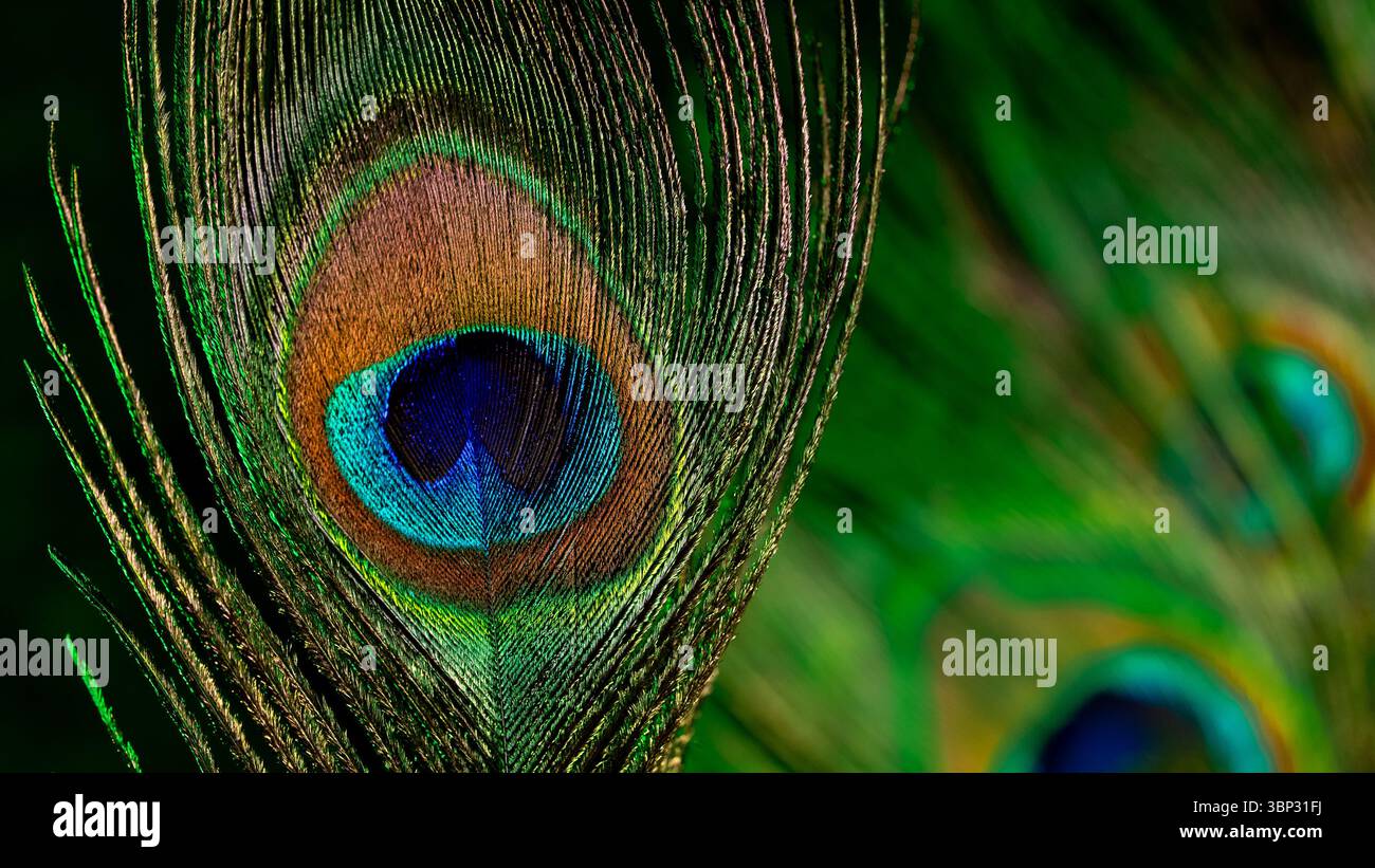 Macro view peacock feather showing detailed eye pattern and fibers ...