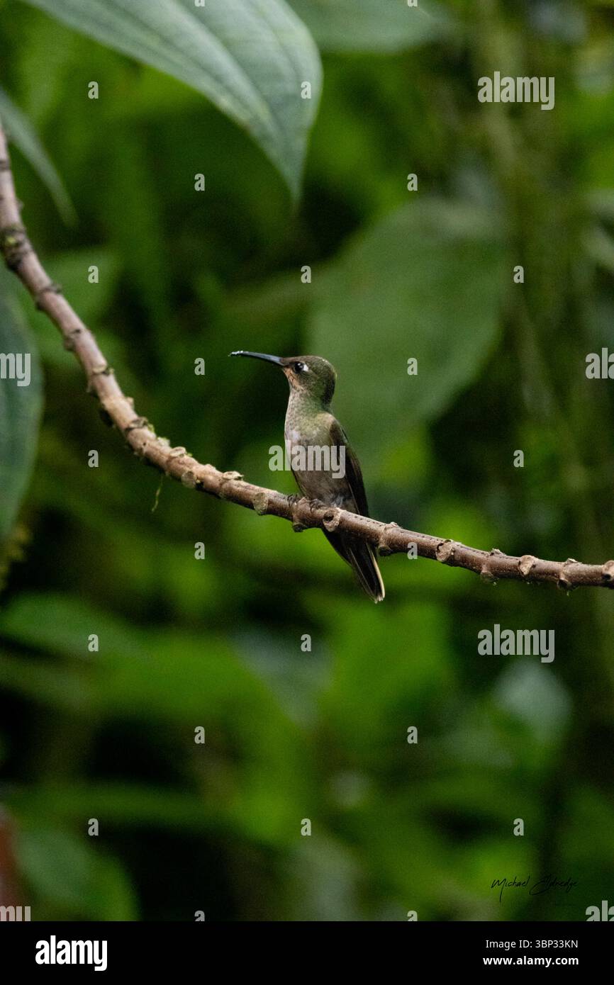 A vibrant hummingbird perches in the Amazon rainforest of Ecuador ...