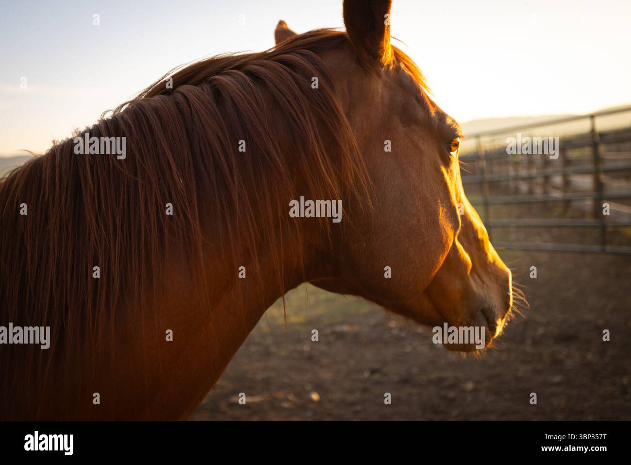 Longview, Alberta - June 8, 2025: Horses on the Tongue Creek Ranch at ...