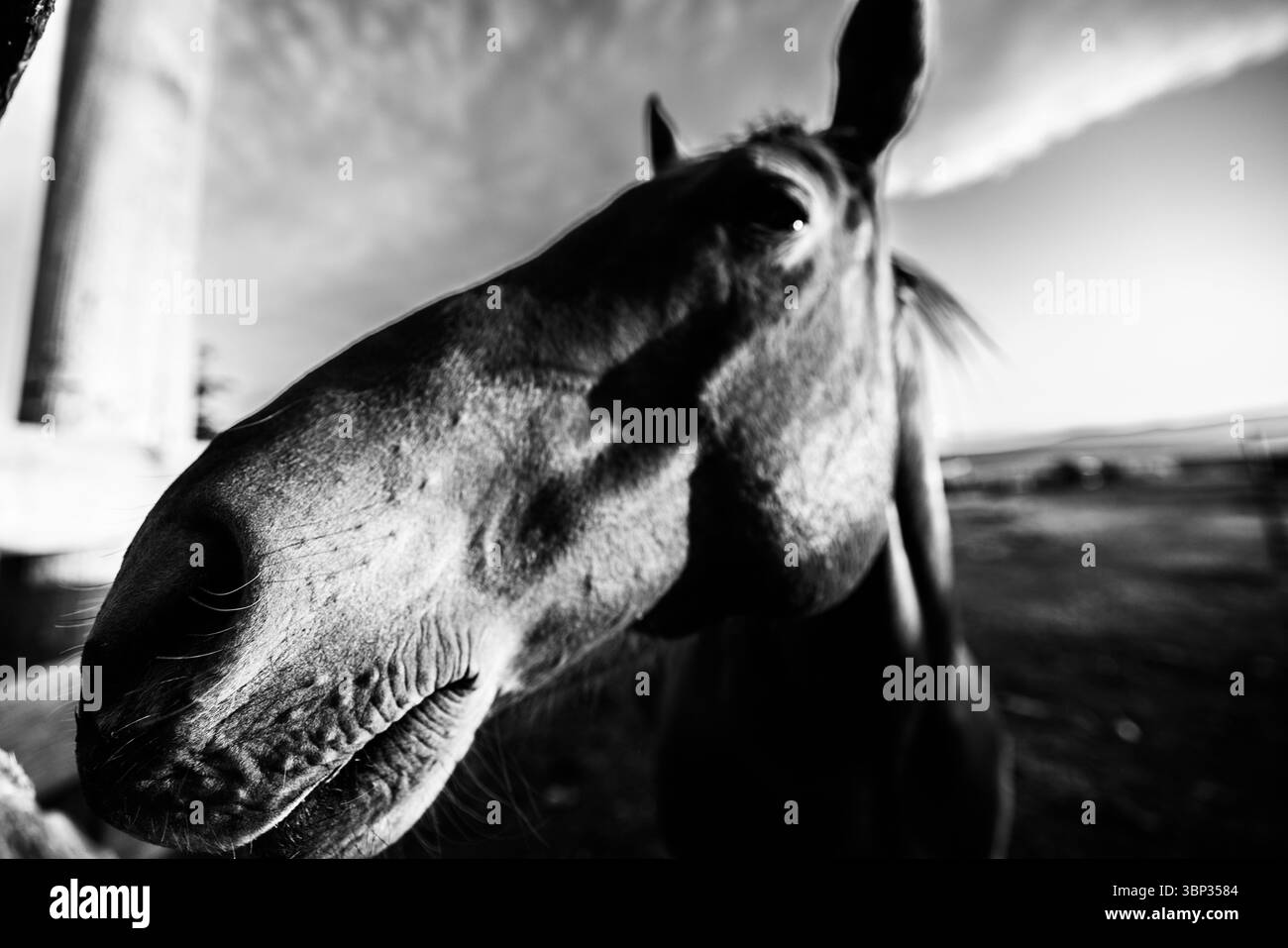 Longview, Alberta - June 8, 2025: Horses on the Tongue Creek Ranch at ...