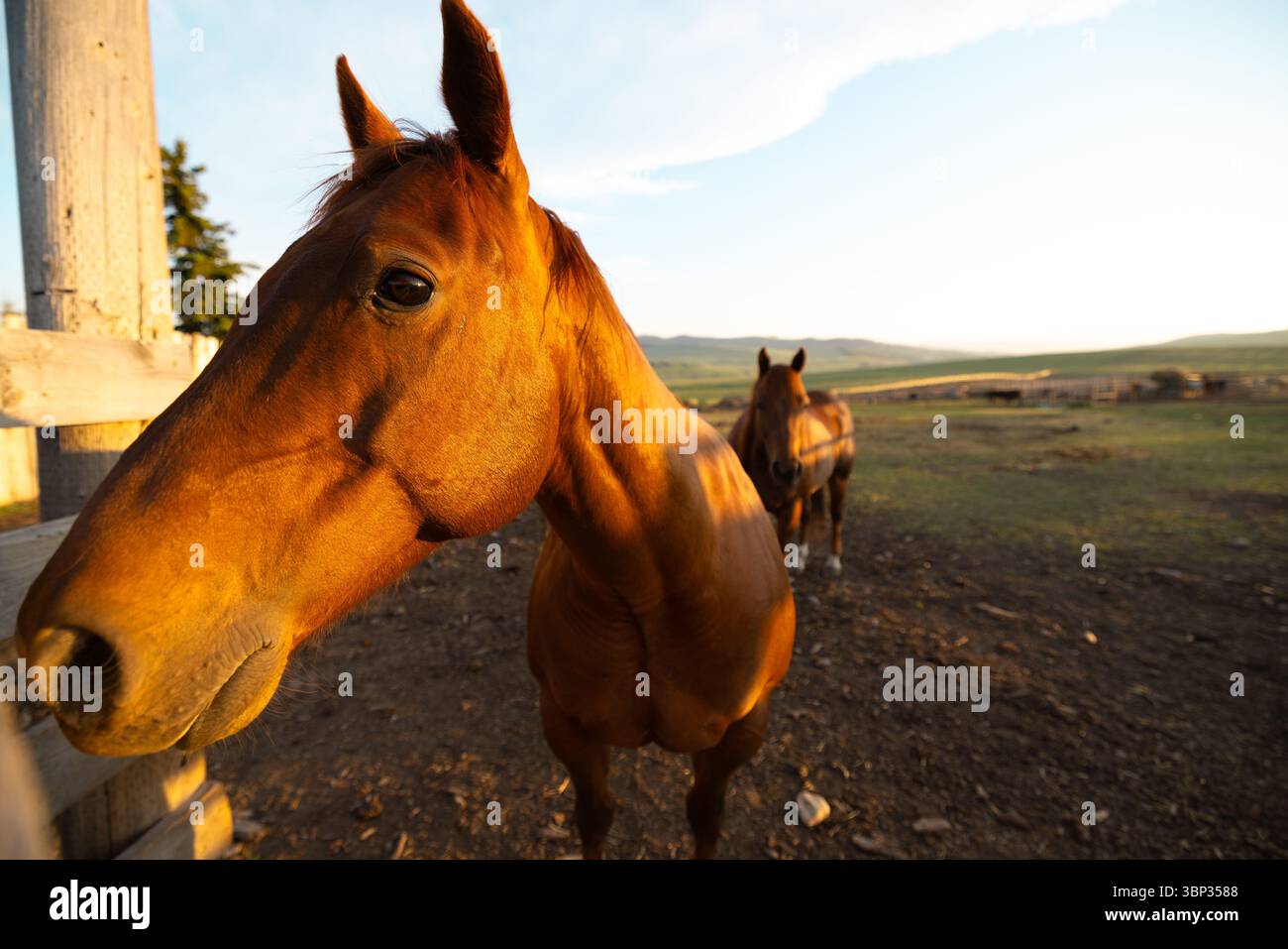 Longview, Alberta - June 8, 2025: Horses on the Tongue Creek Ranch at ...