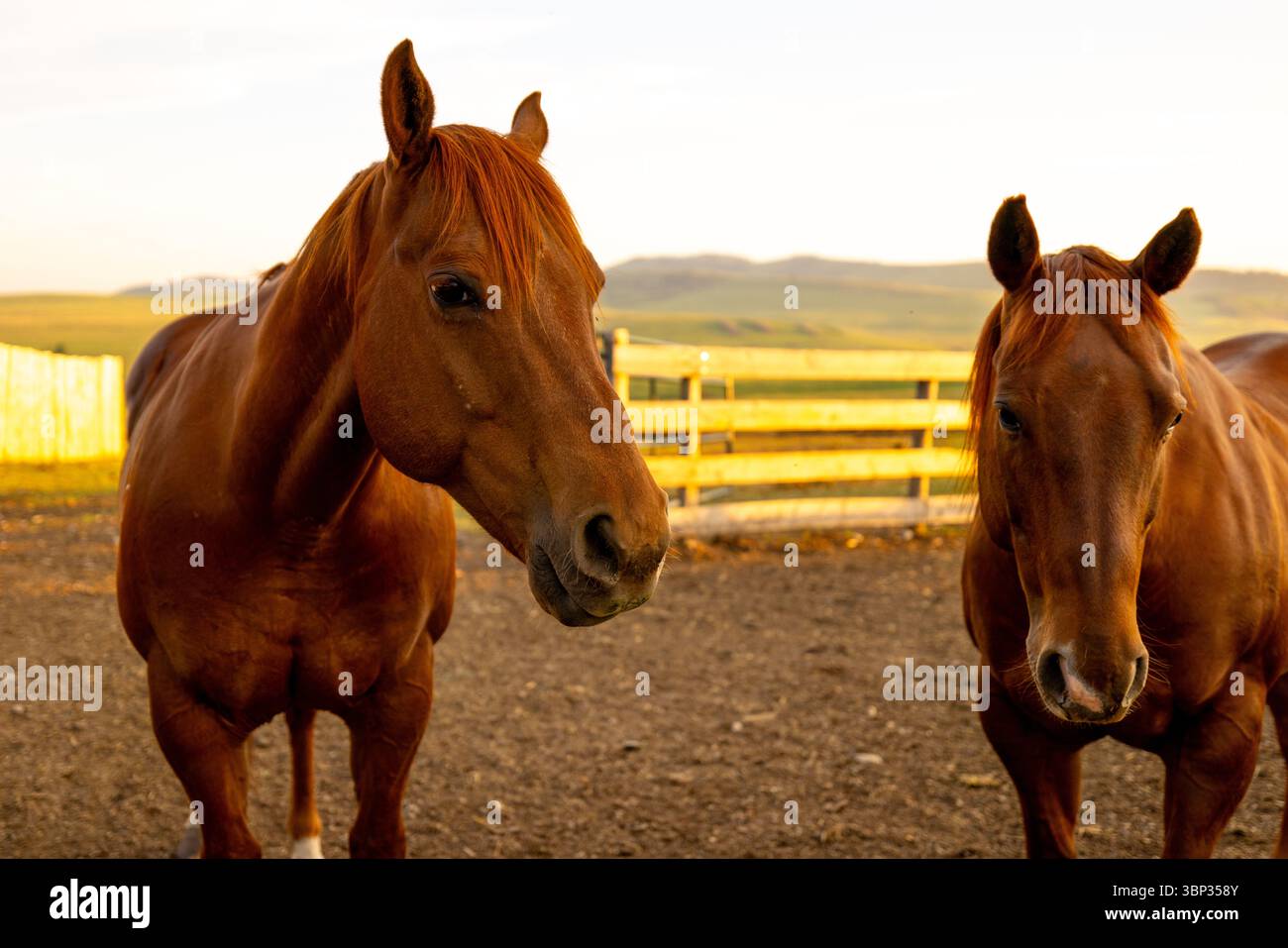 Longview, Alberta - June 8, 2025: Horses on the Tongue Creek Ranch at ...