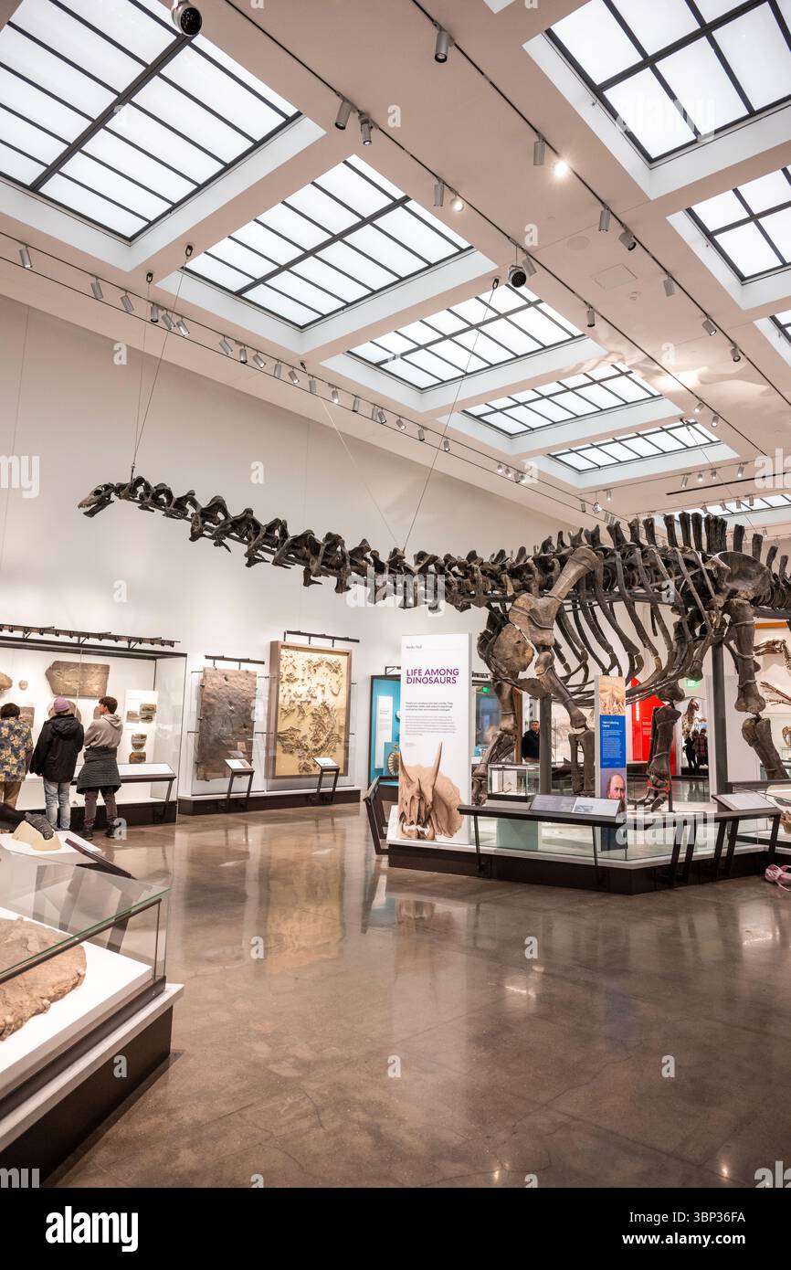 Brontosaurus excelsus YPM 1980. It is a significant exhibit at the Yale ...