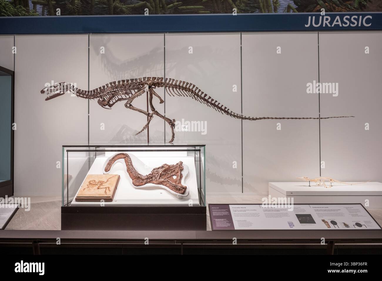 227 million years hi-res stock photography and images - Alamy