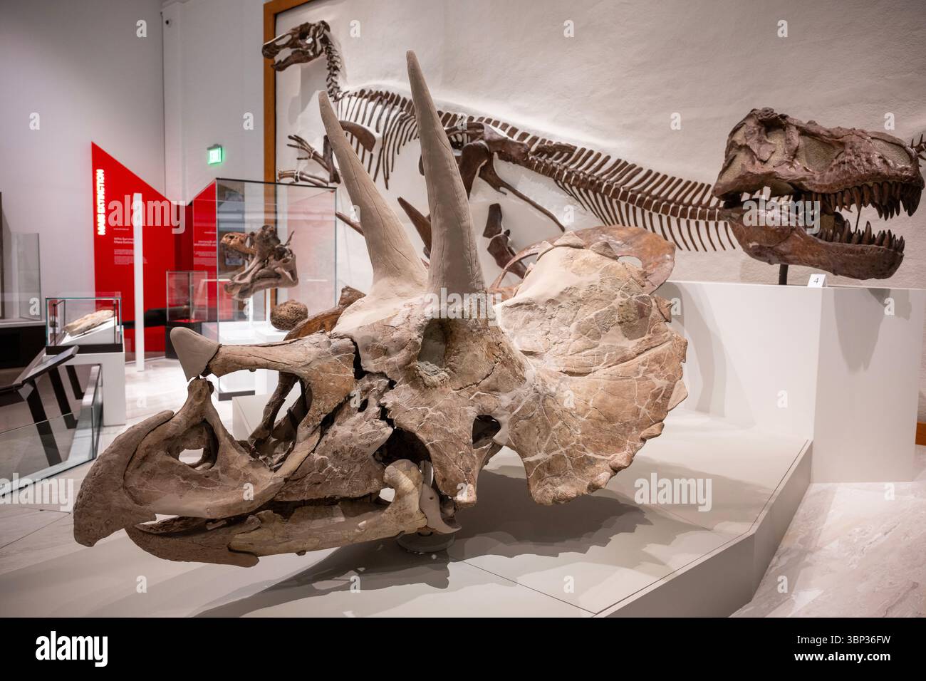 Triceratops prorsus marsh hi-res stock photography and images - Alamy