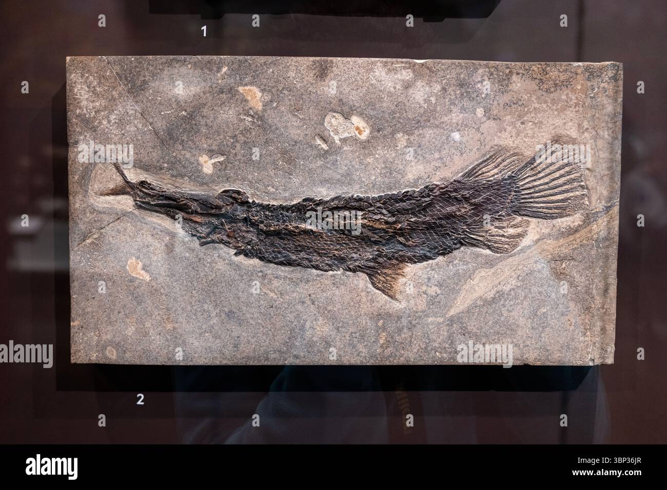 Lepisosteus simplex hi-res stock photography and images - Alamy