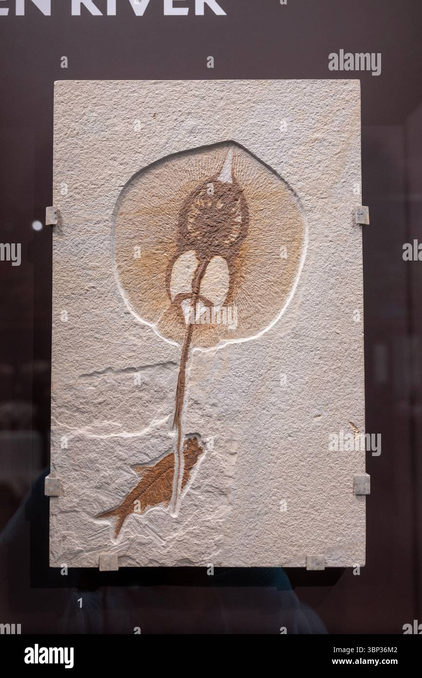 Freshwater stingray, Heliobetis radians, 56 to 34 million years ago ...