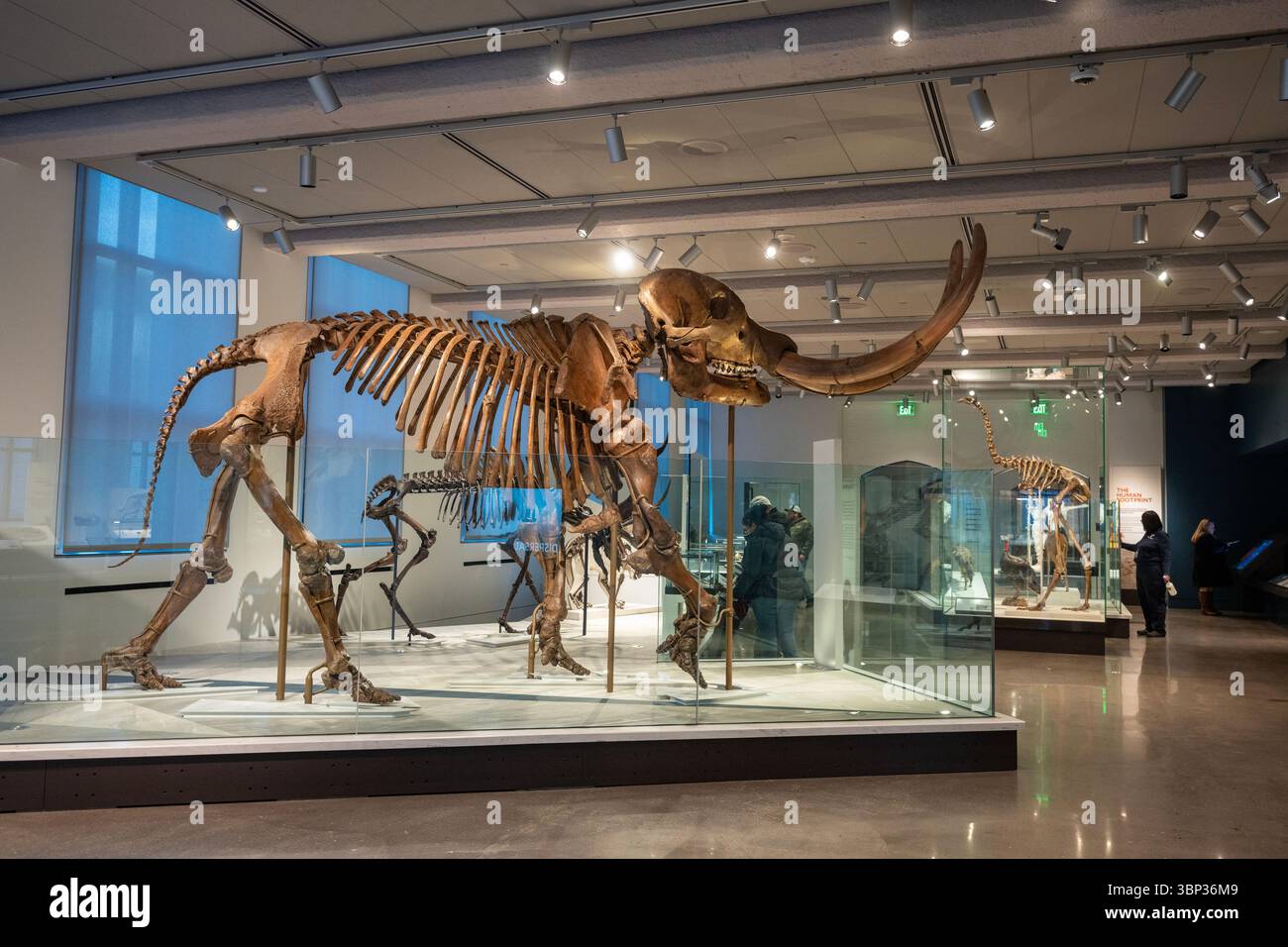The Otisville Mastodon (Mammut americanus), which is a prominent ...