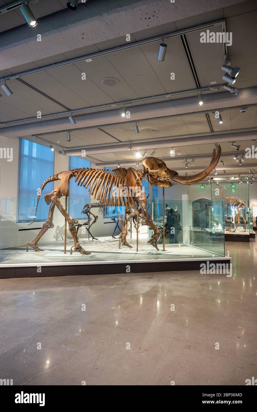 The Otisville Mastodon (Mammut americanus), which is a prominent ...