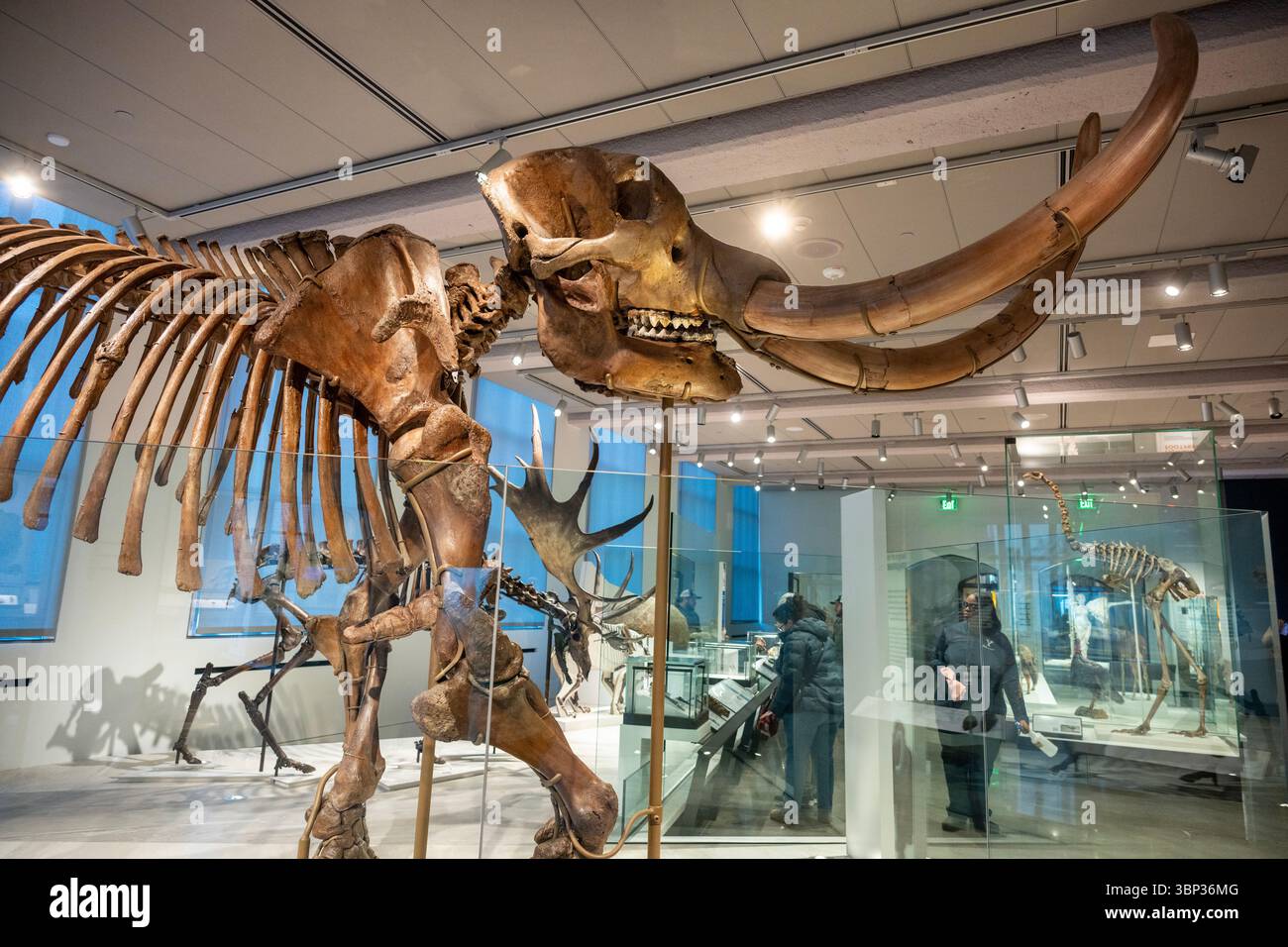 The Otisville Mastodon (Mammut americanus), which is a prominent ...