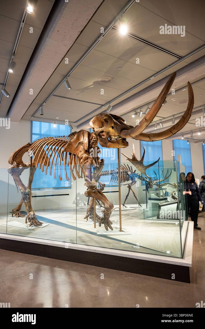 The Otisville Mastodon (Mammut americanus), which is a prominent ...