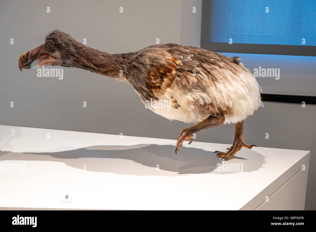 Dodo model hi-res stock photography and images - Alamy