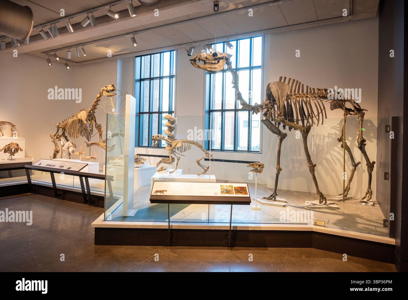 Giant camel, Gigantocamelus spatulus, 2.58 million to 10,000 years ago ...