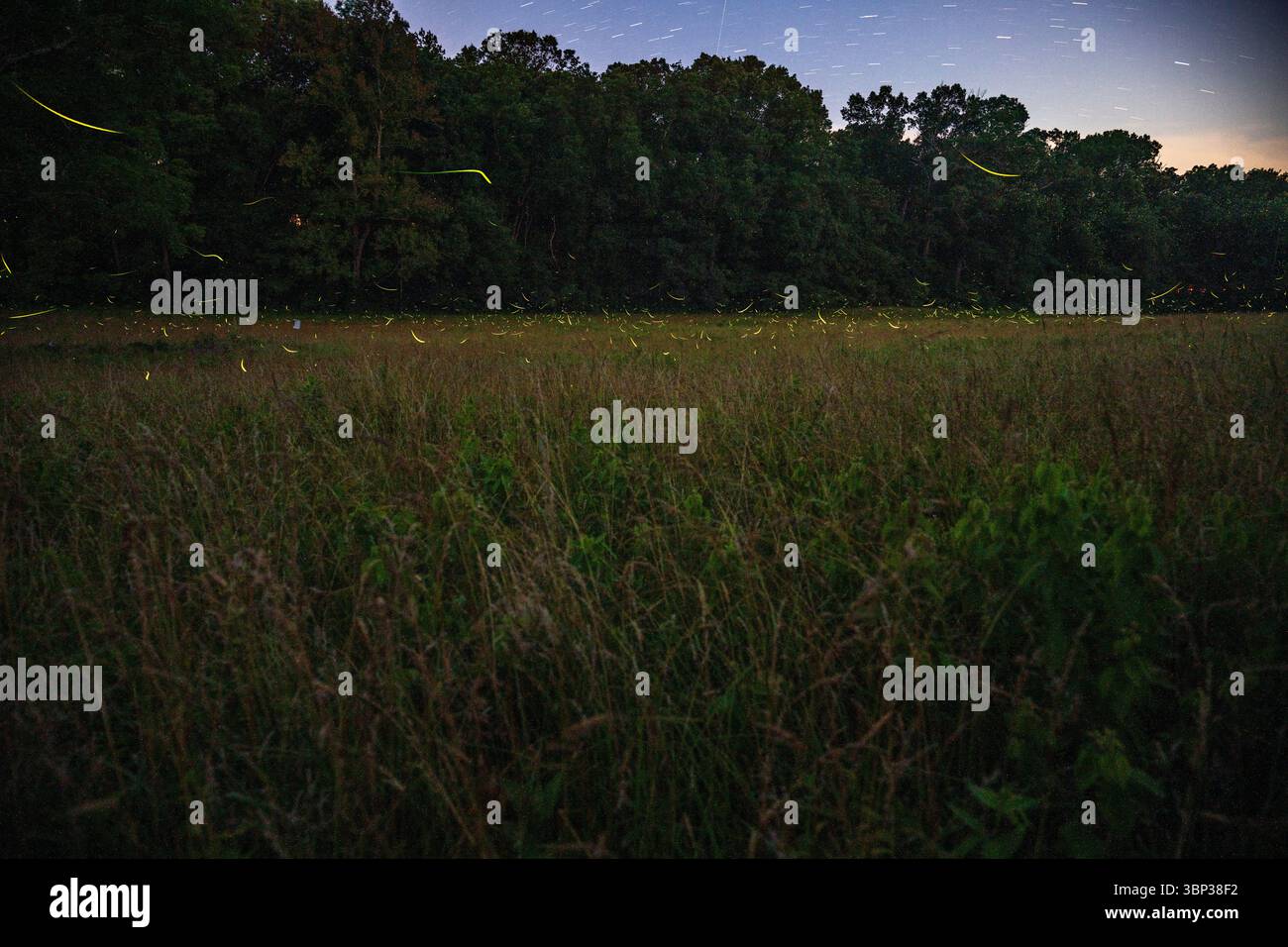 Bioluminescent fireflies glow and flash in a pasture at sunset Stock ...