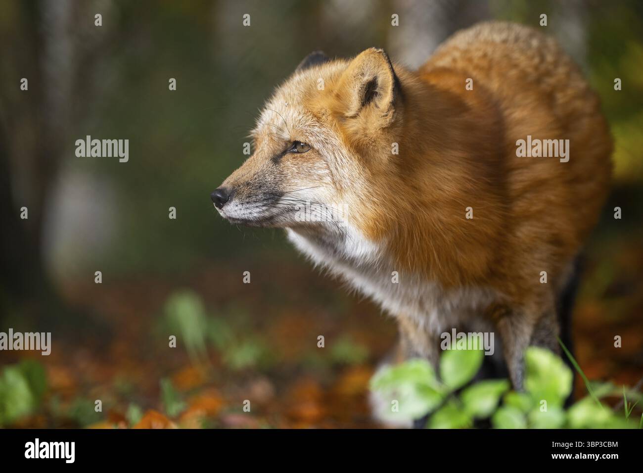 Red fox (Vulpes vulpes) standing in a forest in autumn, Bavaria ...