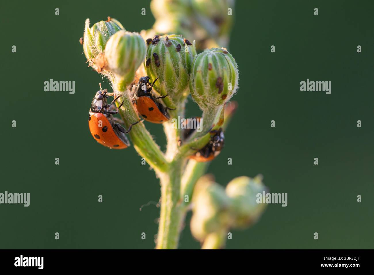 Cluster of Red-Spotted Ladybugs on Plant Buds, Macro Wildlife Shot in ...