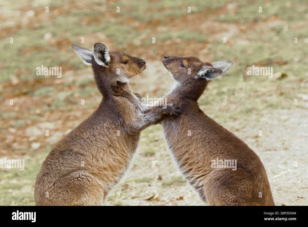 Two kangaroos play-fighting in the wild, Australia Stock Photo - Alamy