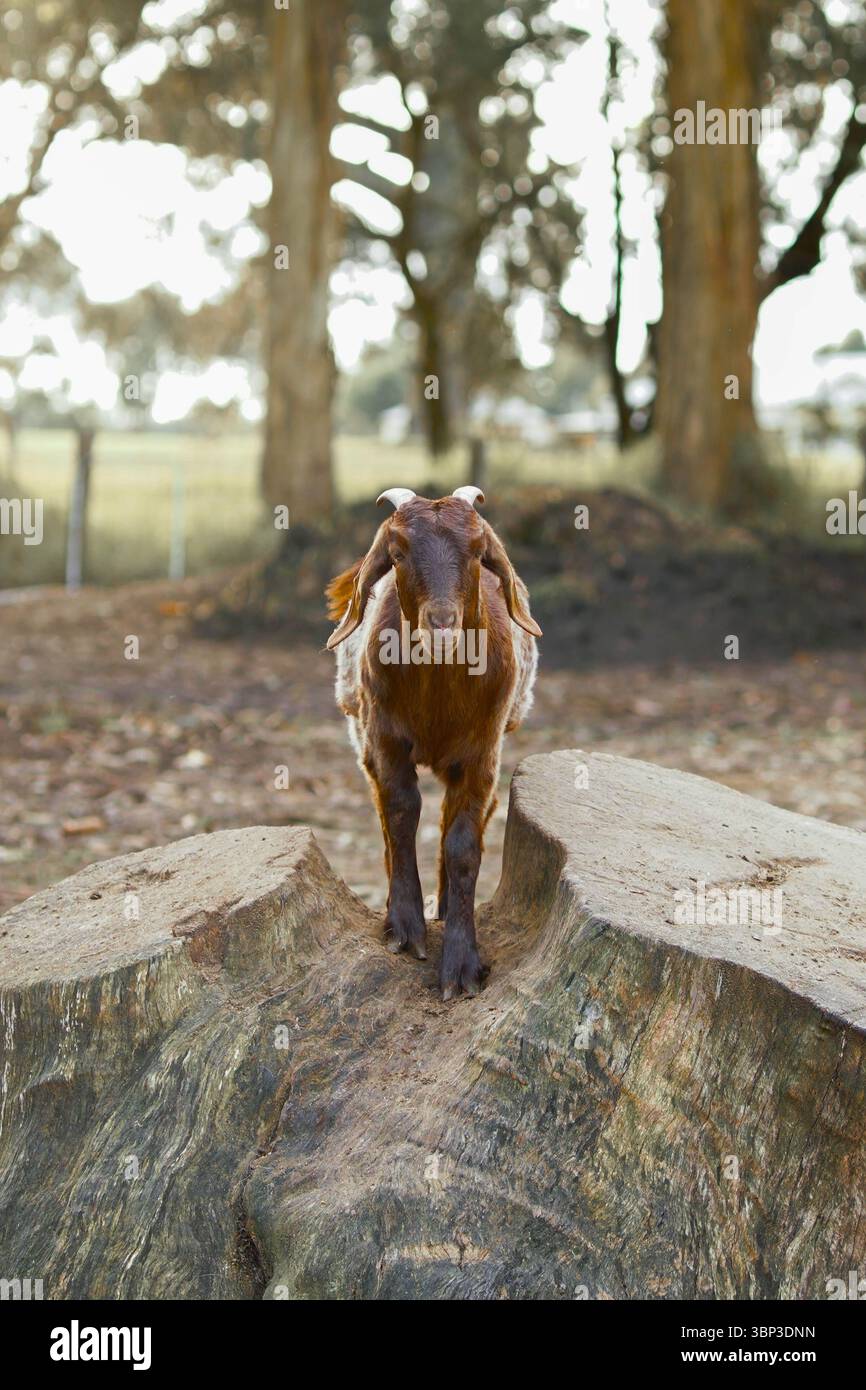 Four goat walk in countryside hi-res stock photography and images - Alamy