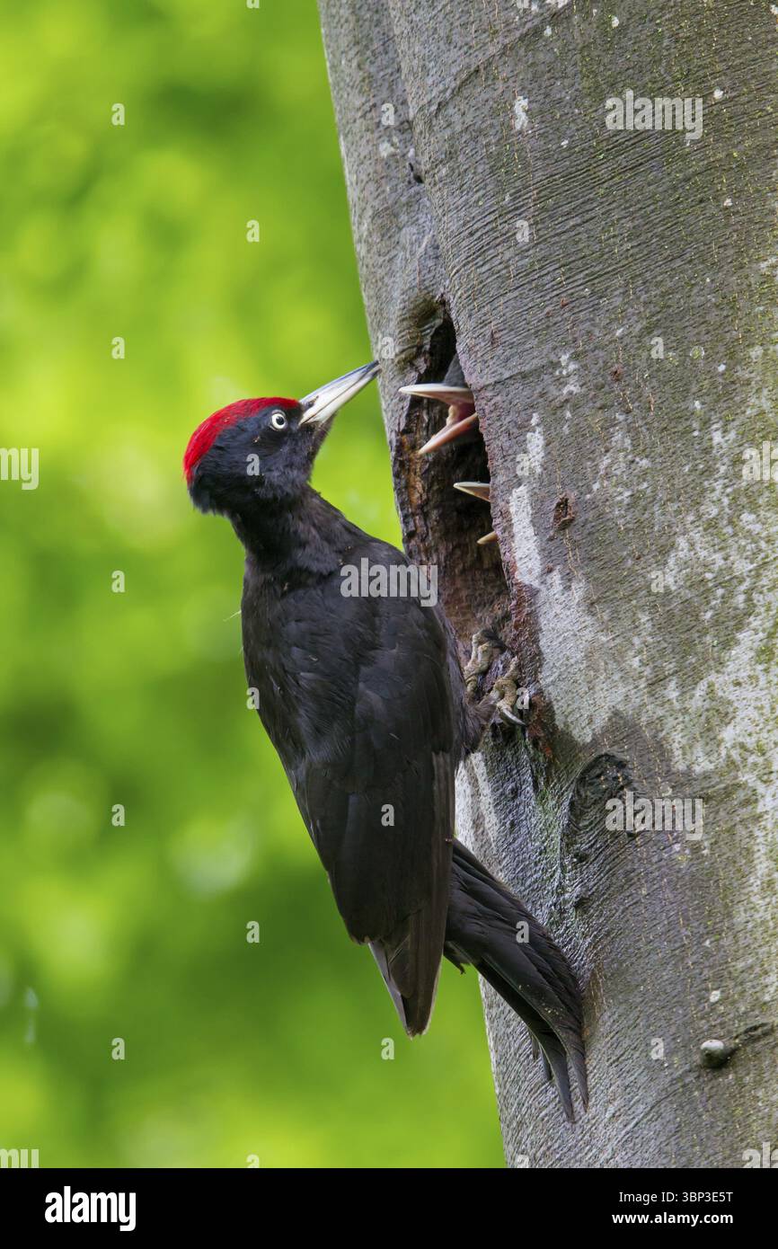 Black woodpecker, (Dryocopus martius), mTuiere, birds, woodpeckers ...