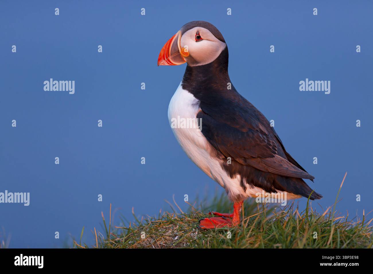 Puffin, Atlantic Puffin, (Fratercula arctica), animals, birds, alcid ...