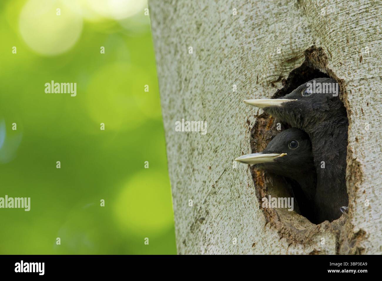 Black woodpecker, (Dryocopus martius), mTuiere, birds, woodpeckers ...