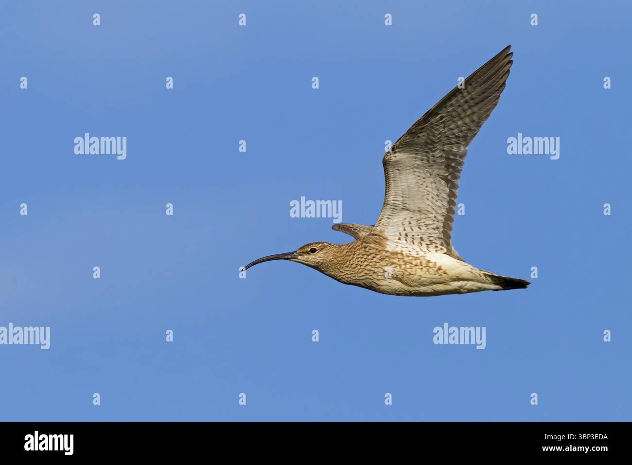 Whimbrel, Animals, Birds, (Numenius phaeopus), Flight photo, lateral ...