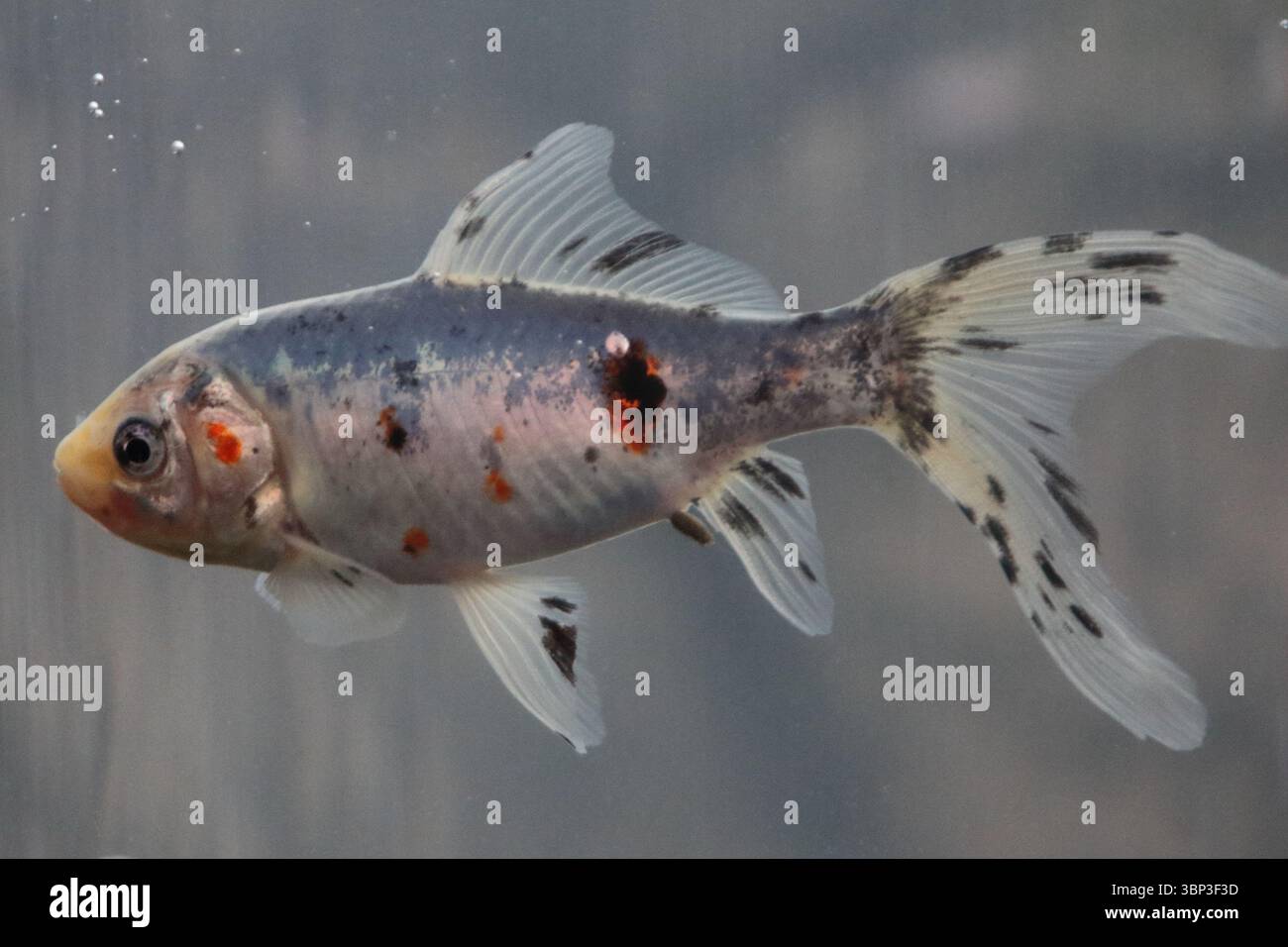 Koi tail hi-res stock photography and images - Alamy