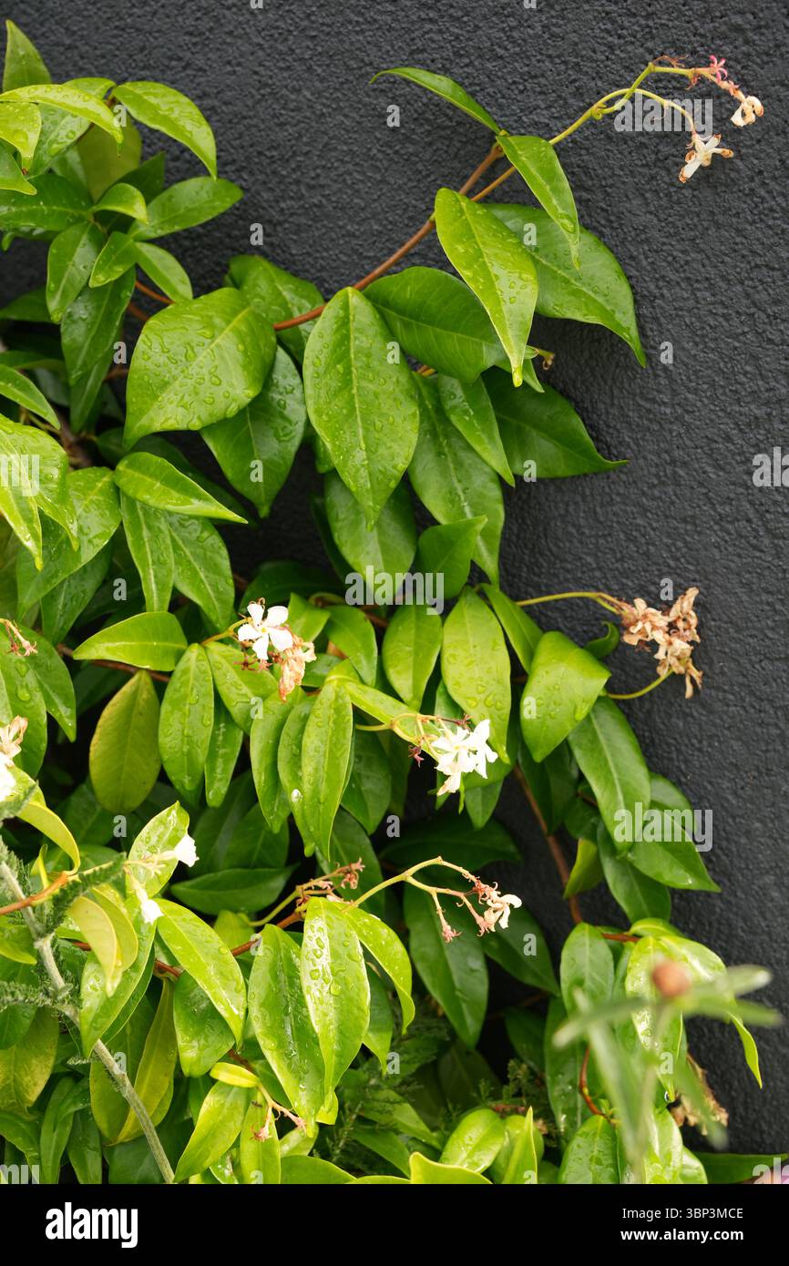Beautiful flower jasmine plant hi-res stock photography and images - Alamy