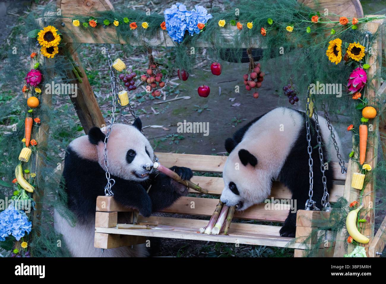 Giant panda Mang Cancan celebrates its 2nd birthday with the company of ...
