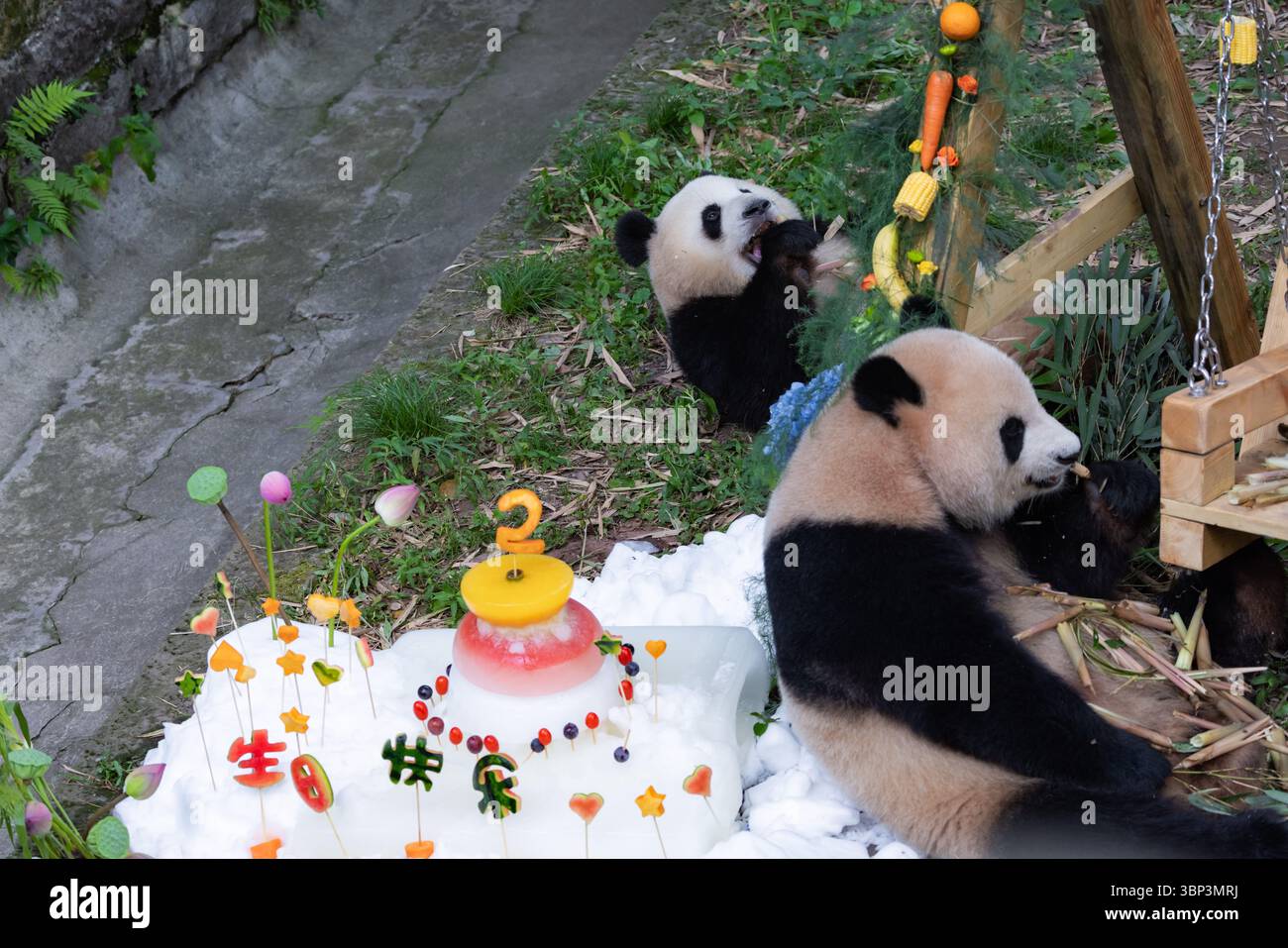 Giant panda Mang Cancan celebrates its 2nd birthday with the company of ...