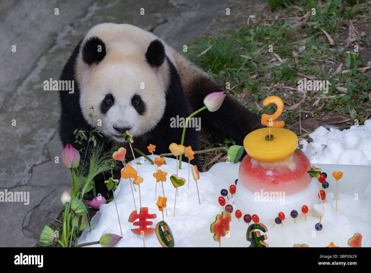 Giant panda Mang Cancan celebrates its 2nd birthday with the company of ...