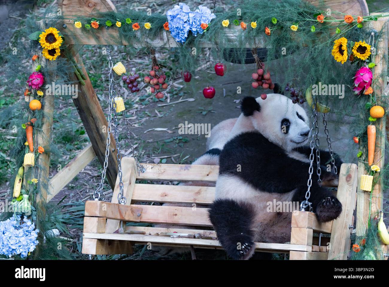Giant panda Mang Cancan celebrates its 2nd birthday at Chongqing Zoo in ...