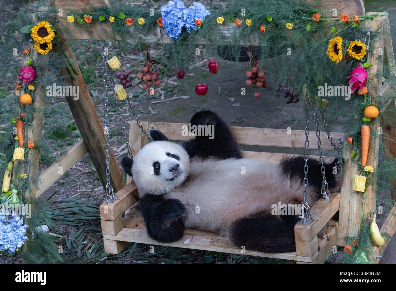 Giant panda Mang Cancan celebrates its 2nd birthday at Chongqing Zoo in ...