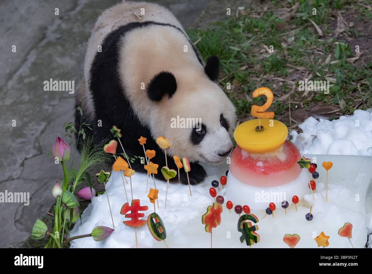Giant panda Mang Cancan celebrates its 2nd birthday at Chongqing Zoo in ...