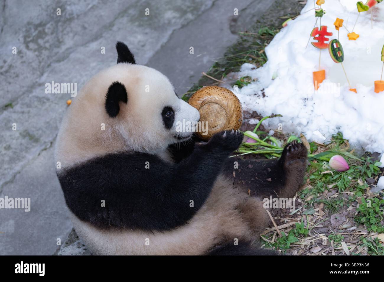 Giant panda Mang Cancan celebrates its 2nd birthday at Chongqing Zoo in ...