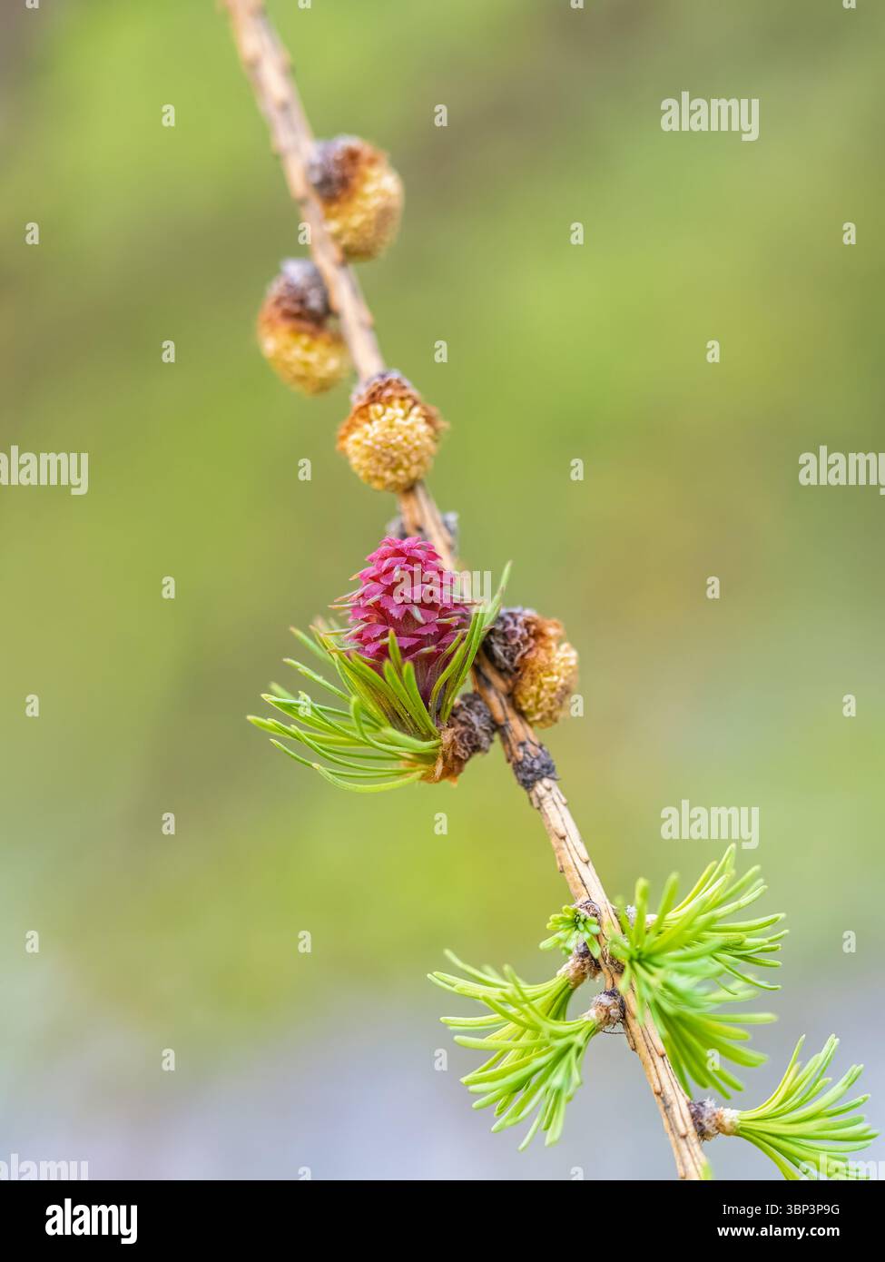 Larch tree fresh pink cones blossom at spring on nature background ...