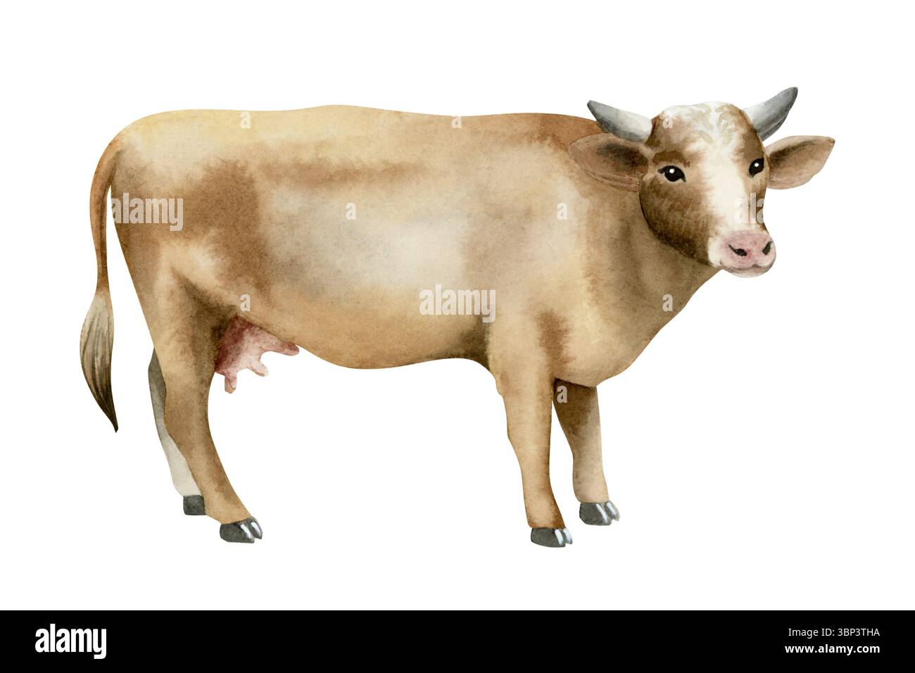 Single jersey cow Cut Out Stock Images & Pictures - Alamy