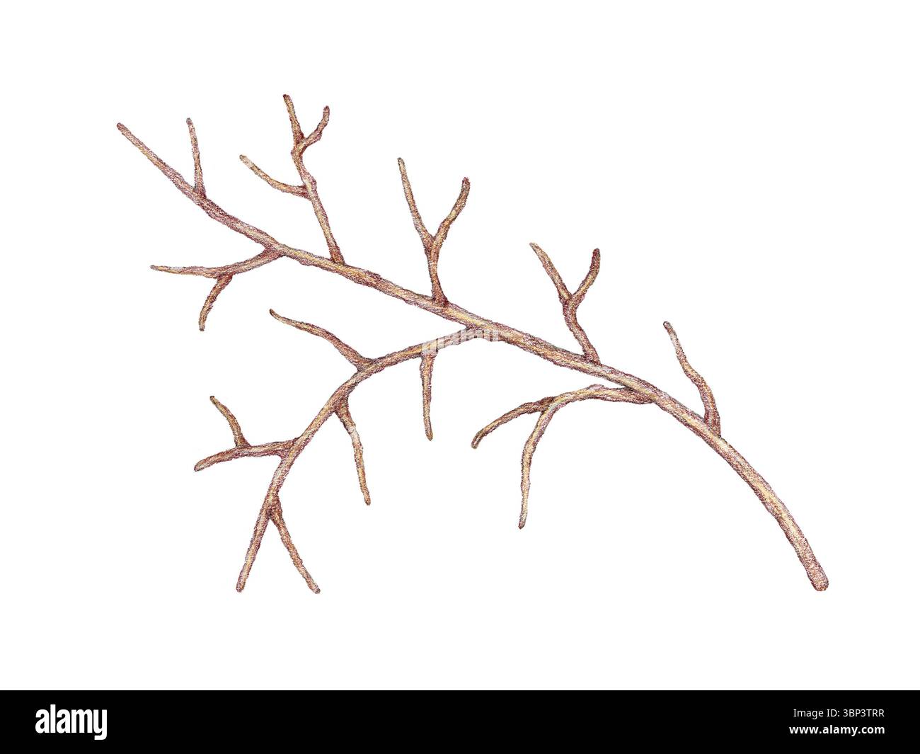 Hand drawn dried branches isolated on white background,colored pencil ...